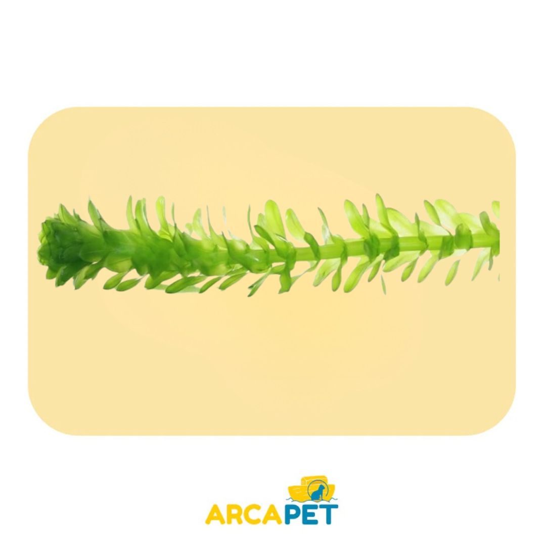 Planta Elodea – Arca Pet chile